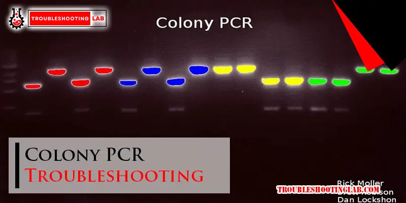 Colony PCR Troubleshooting: Expert Tips for Accurate Results